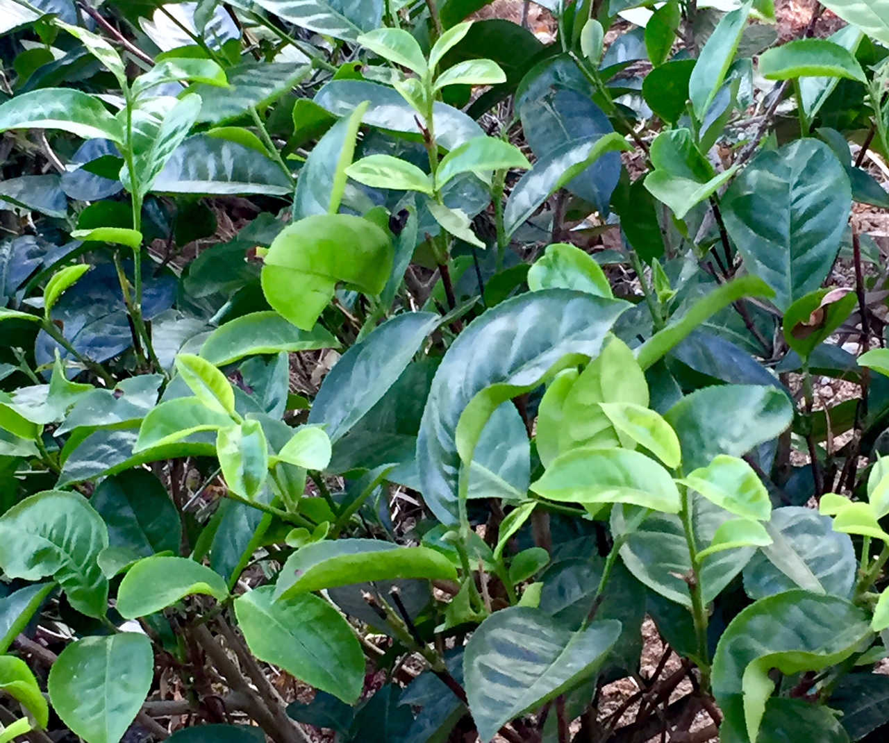Sri Lanka: Glenloch Tea Factory, Nuwara Eliya | A Year in Dinners