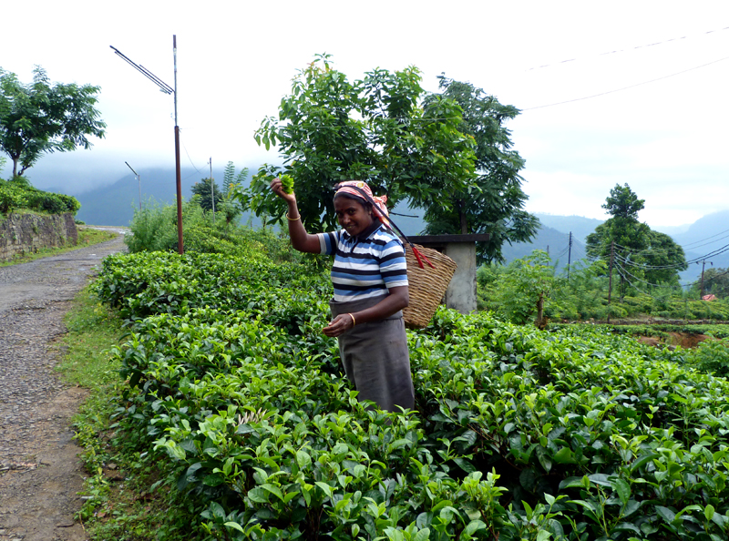 Sri Lanka: Glenloch Tea Factory, Nuwara Eliya | A Year in Dinners