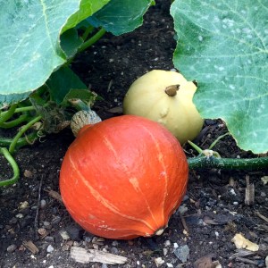 Autumn vegetable udon | A Year in Dinners