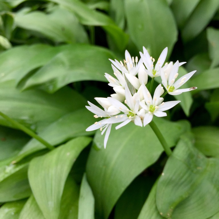 Wild Garlic: finding and using it | A Year in Dinners