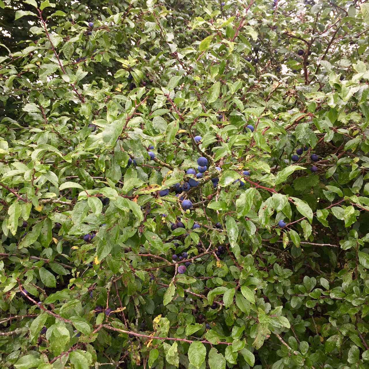 The Sloe Harvest and Making Sloe Gin | A Year in Dinners